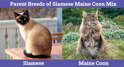 Siamese Maine Coon Mix Info Pictures Care And Traits Catster