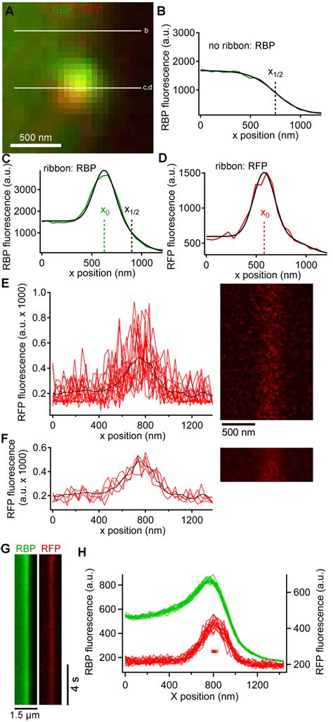 Generation And Analysis Of Line Scan Data A Scan Lines Were