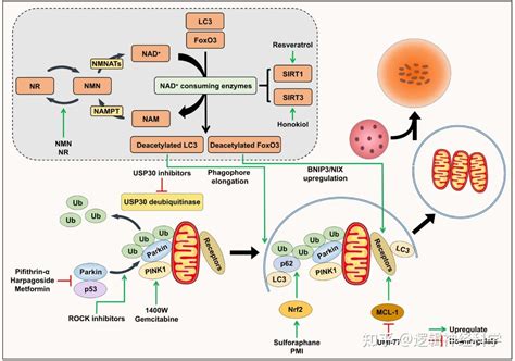 Phr 综述︱澳门大学路嘉宏团队针对线粒体自噬调控剂的开发提出方法学表征策略并总结重要靶点信息 知乎