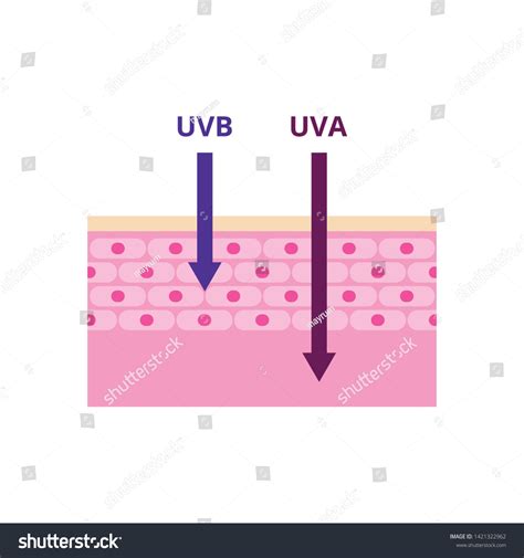Uva Uvb Radiation Types Vector Illustration Stock Vector Royalty Free Shutterstock