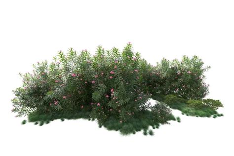 Кущ картинки стокові Кущ фотографії зображення Скачати з Depositphotos