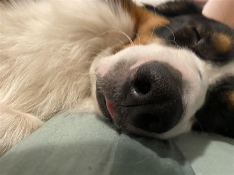 Tongue R Wigglebutts