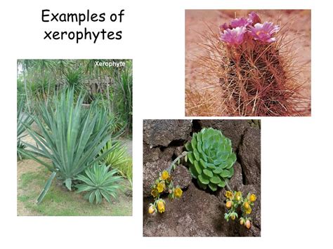 Examples Of Xerophytes Plants
