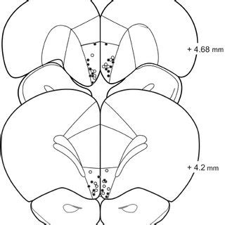 Schematic Of Sections Of The Rat Brain Showing Location Of Acceptable Download Scientific
