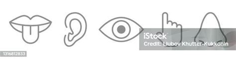 센스 기호 세트 귀 눈 코 입 혀 손선 아이콘 오감은 듣고 맛 냄새 참조 느낌 시력 터치 보기 시력 감각 지각 기호 벡터