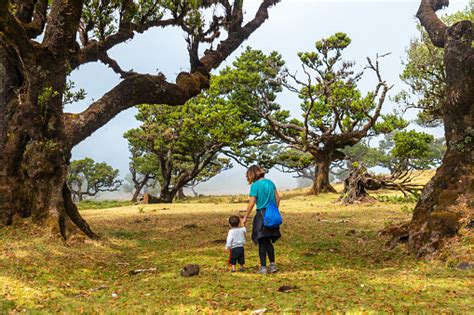 마데이라 의 광활한 숲 여름에 월계수 나무 사이에서 즐거운 시간을 보내는 아들과 함께하는 어머니 12 17 개월에 대한 스톡 사진 및 기타 이미지 Istock
