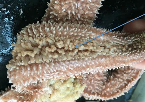 Lab Practical Flashcards Quizlet