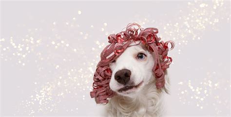 가발처럼 빨간색 리본 선물을 입고 바보 같은 얼굴을 만드는 크리스마스 생일 새해 또는 카니발 파티를 축하하는 배너 개 흰색 배경에 격리 0명에 대한 스톡 사진 및 기타