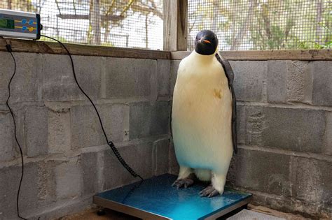 A Malnourished Emperor Penguin Is In Recovery After Swimming Over 2 000