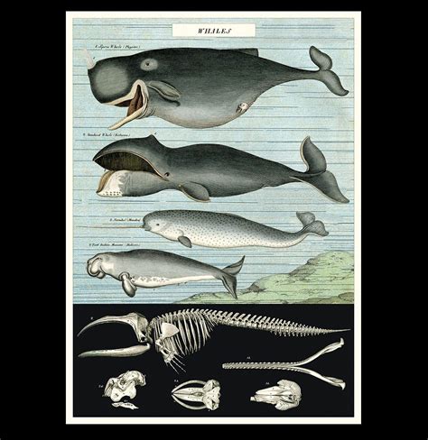 Whale Chart Poster Wrap Whale Chart Whale Vintage Posters