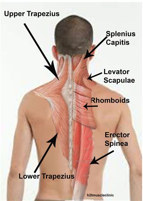 Massage Therapy For Upper Back Pain Head To Toe Muscle