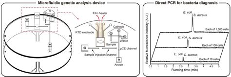 Integrated And Streamlined Microfluidic Device For Molecular Diagnosis Of Pathogen Through