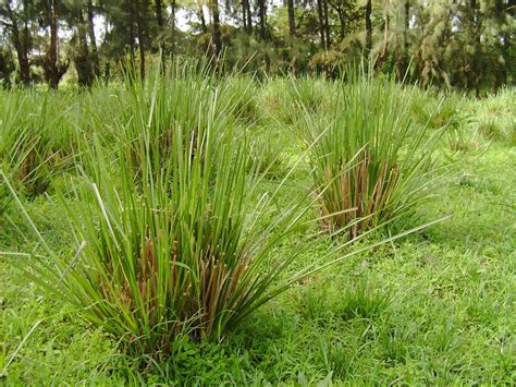 Vetiver World Crops Database