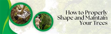 Ultimate Guide To Pruning Properly Shape And Maintain Trees