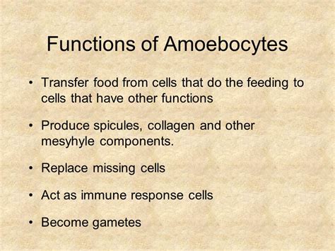 Amoebocytes