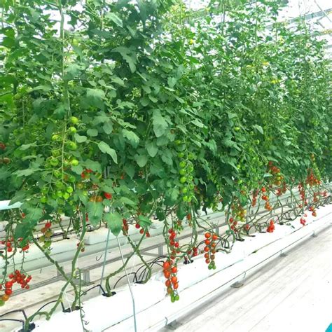 Nutrient Solution Customized Tropical Hydroponics System With Water Fertilizer Machinesand