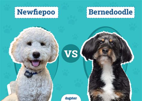 Newfiepoo Vs Bernedoodle Differences Explained With Pictures Dogster