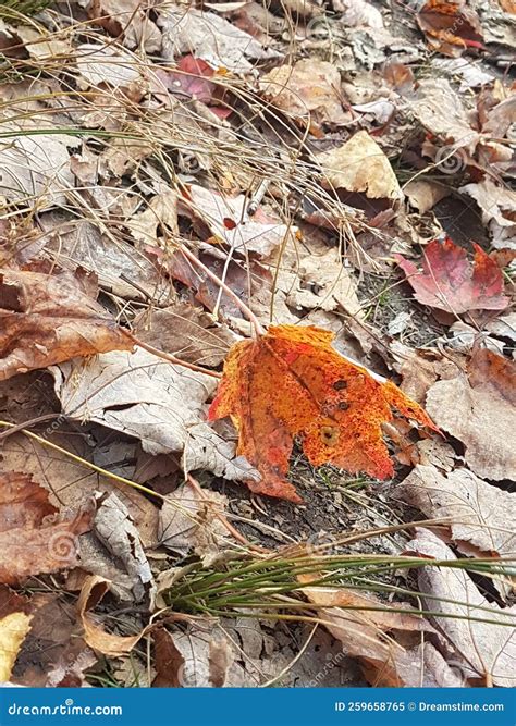 Leaf Color Fall Stock Image Image Of Color Nature