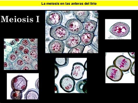 Primera DivisiÓn De La Meiosis BiologÍa Y GeologÍa