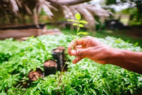 What Is Co2 Equivalent Co2e And How Is It Calculated Zeroco2