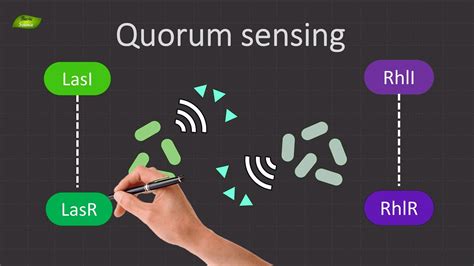 Decoding Quorum Sensing In Pseudomonas Aeruginosa Basic Science