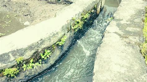 The Irrigation System For Irrigating Rice Fields Stock Video Video Of Nature Irrigating