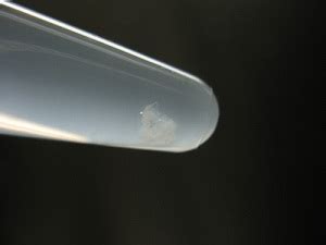 Genomic DNA Extraction Protocol Isolating Your Genomic DNA From Your Sample Part Of