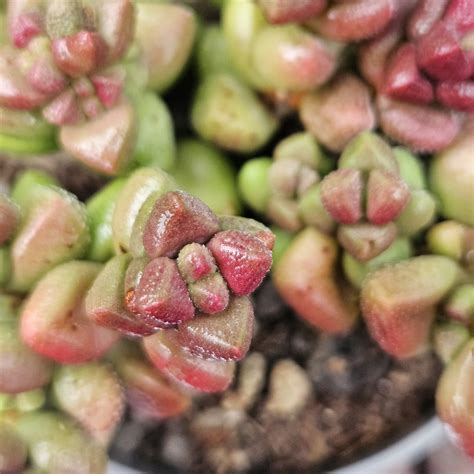 Crassula Elegans Giromagi Cactus And Succulents