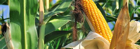 A High Impact And Budget Friendly Boost For Crops Genesis Ag