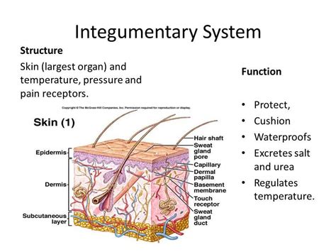 Annotated Diagram Of The Integumentary System