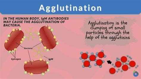 Agglutination Test Definition Types Uses Advantages D Vrogue Co