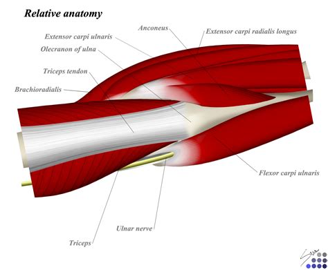 Posterior Approach To Elbow Approaches Orthobullets