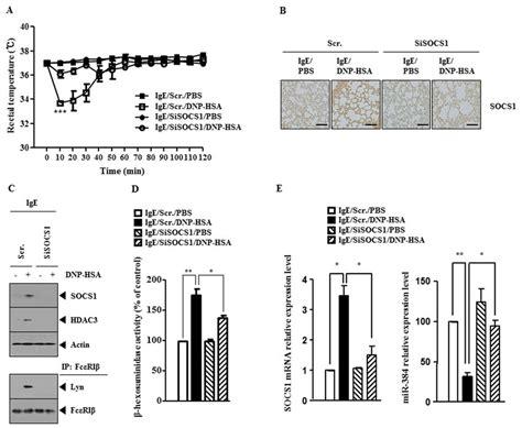Socs1 Mediates Passive Systemic Anaphylaxis Psa A Balbc Mice Were