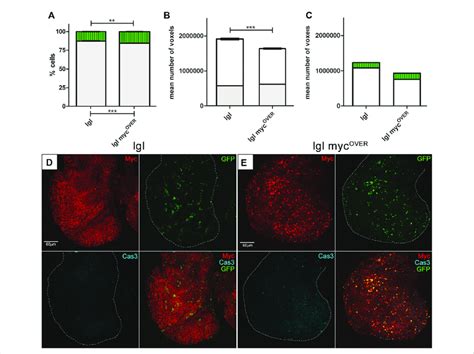 Apoptosis Inhibition Rescues Both Tumor Size And Composition A Download Scientific Diagram