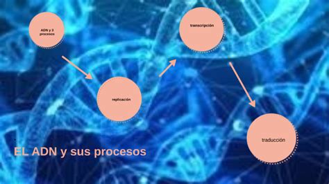 Los Procesos Del Adn By Rocio Gutierrez Rodriguez On Prezi