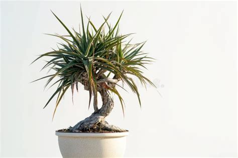 Lardizabalaceae Plant In A Modern Pot On A White Background Featuring