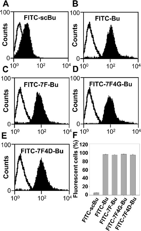 Cell Penetrating Efficiency Of The Bu Derived Peptides Cellpenetrating