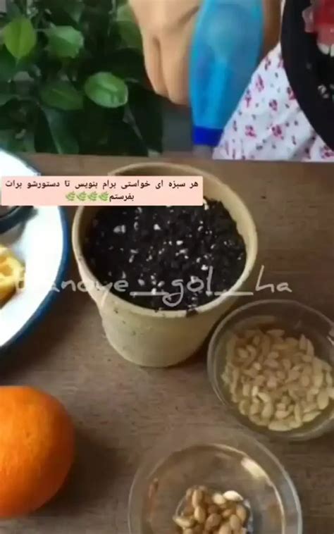 نحوه کاشت سبزه نارنج فیلم