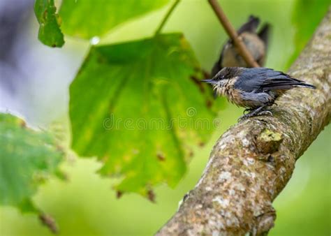 Pygmy Nuthatch Sitta Pygmaea In North America Stock Image Image Of Nuthatch Wildlife 305411347