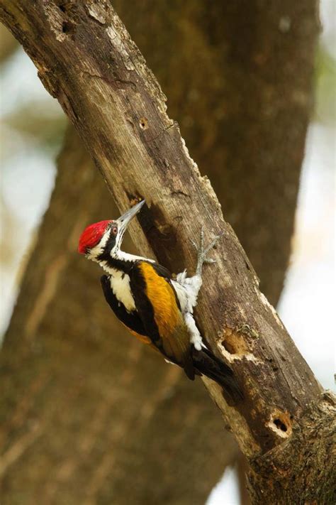 Birds Visit And Like My Page Birds Sri Lanka ╚══════════════════════════╝ Like Comment Share