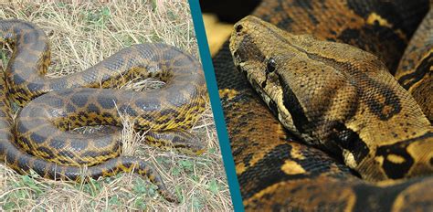 Anaconda Vs Boa Constrictor A Detailed Comparison