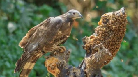 The Honey Buzzard 6 Fascinating Facts About The Bird That Feasts On