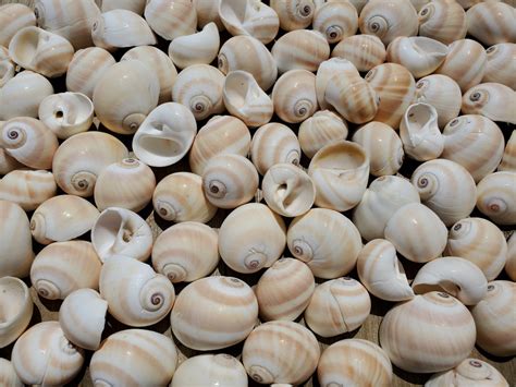 1 15 Natica Vitellus Moon Snail Seashells 5 Shells Craft Shells