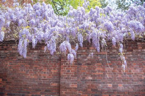 Chinese Wisteria Plant Care And Growing Guide