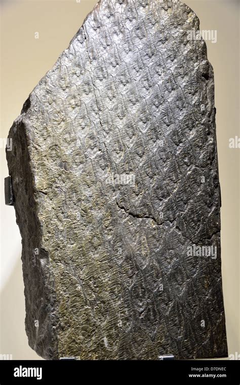 Fossil Scale Tree Lepidodendron Bark Stock Photo Alamy