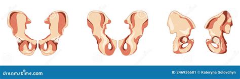 Pelvis Hip Bone Skeleton Os Coxae Innominate Pelvic Coxal Bone Human