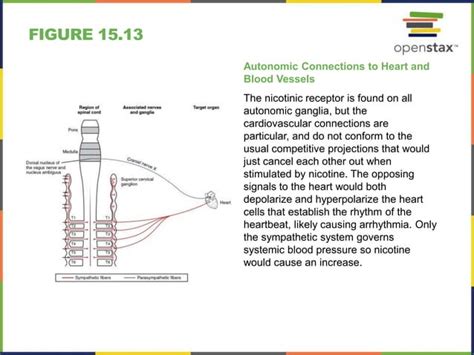 Open Stax Anatomy Physiology Ch PPTX