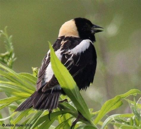 Unusual Bobolink Bird