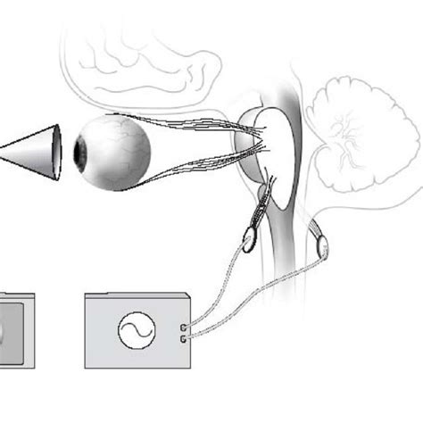 Components Of The Oculomotor Response The Three Components Of The