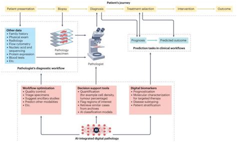Preeti Cholleti On Linkedin Applications Of Ai In Histopathology Enhancing Diagnostic Accuracy…